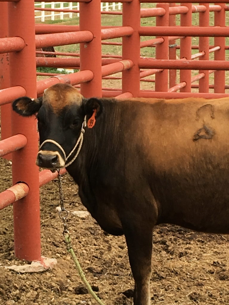 Cow Manners 101…Halter Breaking. - Pails & Provisions Farm
