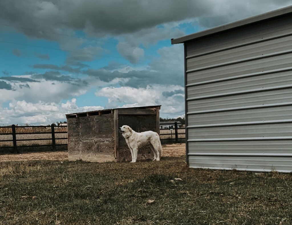 Sale Barn - Pails & Provisions Farm
